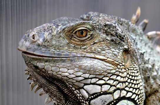 Legwan Images – Browse 95 Stock Photos, Vectors, and Video | Adobe Stock