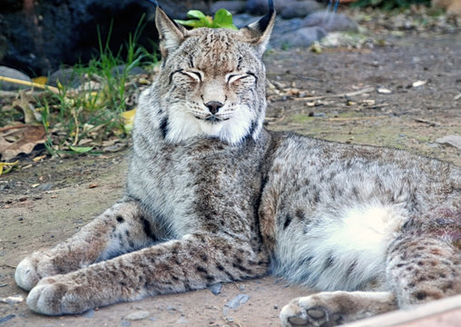 รูปภาพRys – เลือกดูภาพถ่ายสต็อก เวกเตอร์ และวิดีโอ171 | Adobe Stock