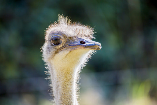 รูปภาพMimique – เลือกดูภาพถ่ายสต็อก เวกเตอร์ และวิดีโอ420 | Adobe Stock