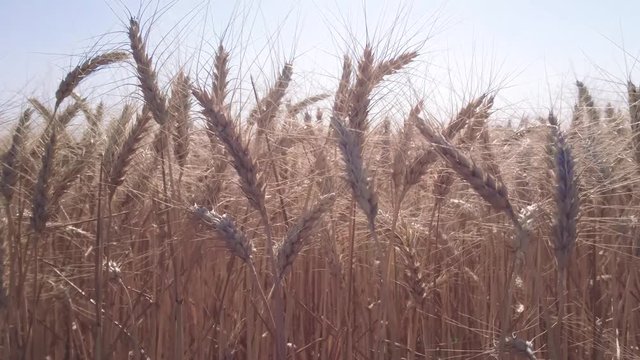 Obrázky Weats – procházejte fotografie, vektory a videa 2,373 | Adobe Stock
