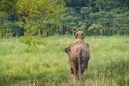 "Elephant Rider" Images – Browse 68 Stock Photos, Vectors, and Video ...