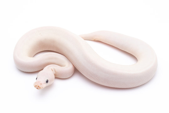 "Python Snake" Bilder – Durchsuchen 3,455 Archivfotos, Vektorgrafiken ...