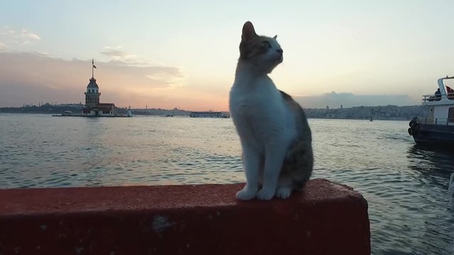 Ruddiness Images – Browse 1,788 Stock Photos, Vectors, and Video ...