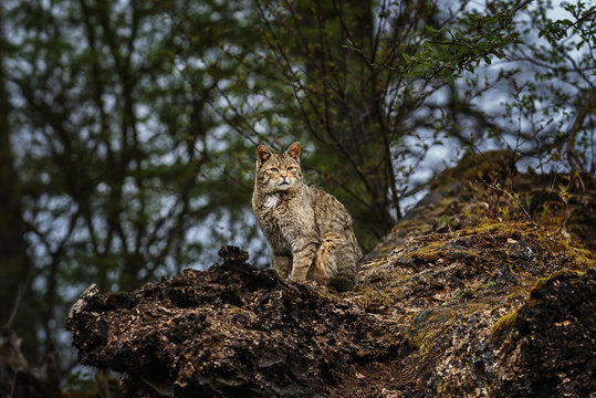 Wildcat Images – Browse 80,786 Stock Photos, Vectors, and Video | Adobe ...