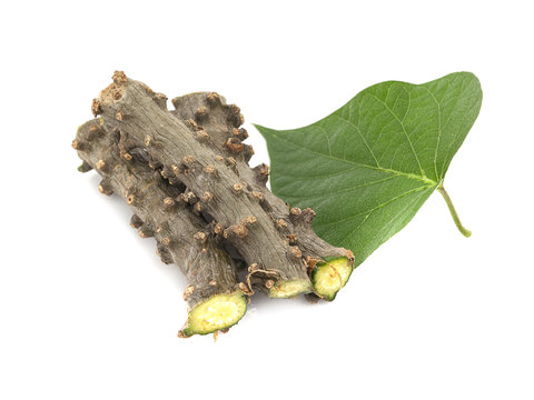 Giloe Bilder – Durchsuchen 552 Archivfotos, Vektorgrafiken und Videos ...