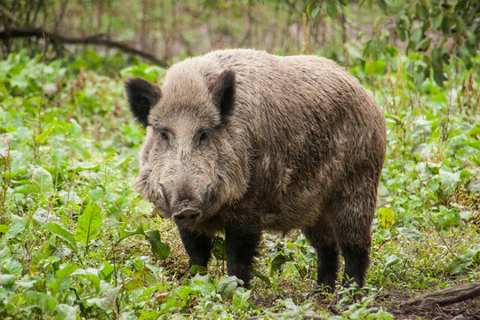 รูปภาพKeiler – เลือกดูภาพถ่ายสต็อก เวกเตอร์ และวิดีโอ1,500 | Adobe Stock
