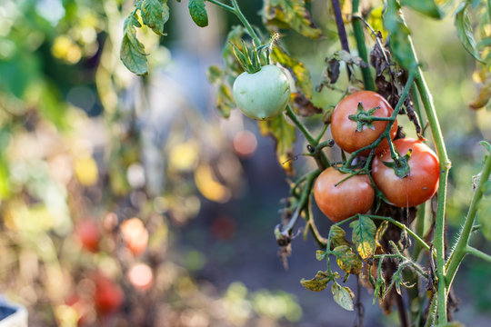 รูปภาพVermin – เลือกดูภาพถ่ายสต็อก เวกเตอร์ และวิดีโอ115,045 | Adobe Stock