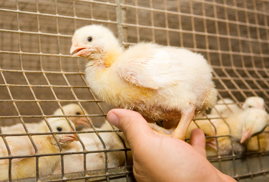 รูปภาพBroilers – เลือกดูภาพถ่ายสต็อก เวกเตอร์ และวิดีโอ42,247 | Adobe Stock