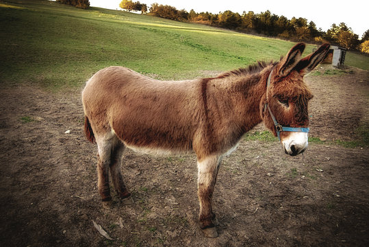 Bourricot Images – Parcourir 163,311 le catalogue de photos, vecteurs ...