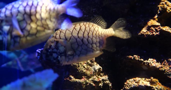 รูปภาพMonocentridae – เลือกดูภาพถ่ายสต็อก เวกเตอร์ และวิดีโอ50 | Adobe ...