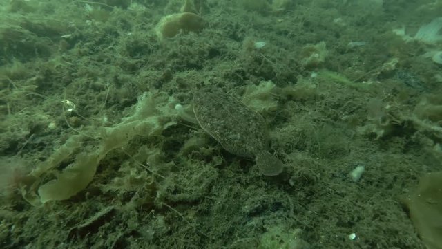 "Microstomus Kitt" Images – Browse 218 Stock Photos, Vectors, and Video ...