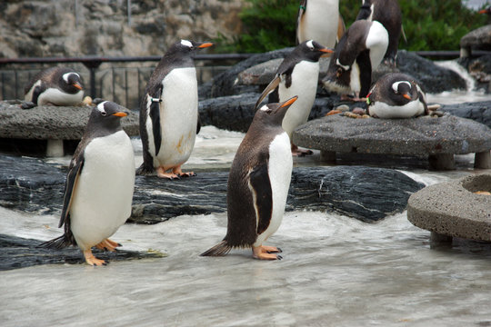 Real Penguin Images – Browse 167 Stock Photos, Vectors, and Video ...