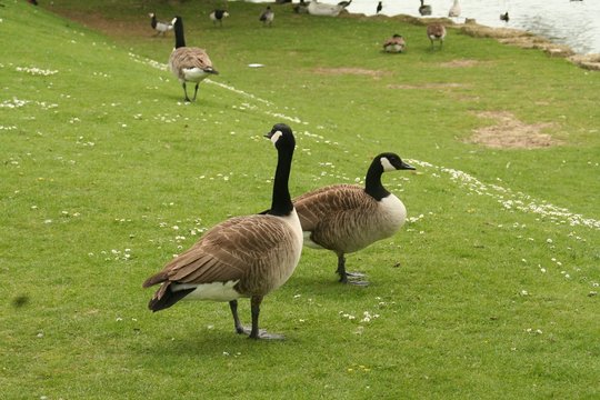 Geece Images – Browse 251 Stock Photos, Vectors, and Video | Adobe Stock