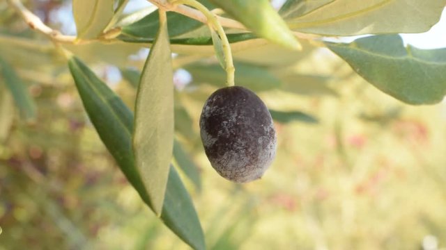 Blattt Images – Browse 57 Stock Photos, Vectors, and Video | Adobe Stock