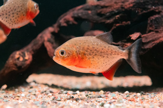 รูปภาพPirania – เลือกดูภาพถ่ายสต็อก เวกเตอร์ และวิดีโอ383 | Adobe Stock