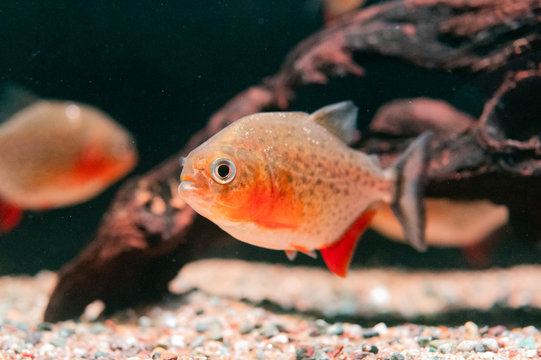 รูปภาพPirania – เลือกดูภาพถ่ายสต็อก เวกเตอร์ และวิดีโอ383 | Adobe Stock