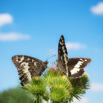 Distelarten-Bilder: Stock-Fotos & -Videos. | Adobe Stock