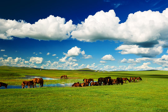 รูปภาพHulunbuir – เลือกดูภาพถ่ายสต็อก เวกเตอร์ และวิดีโอ685 | Adobe Stock