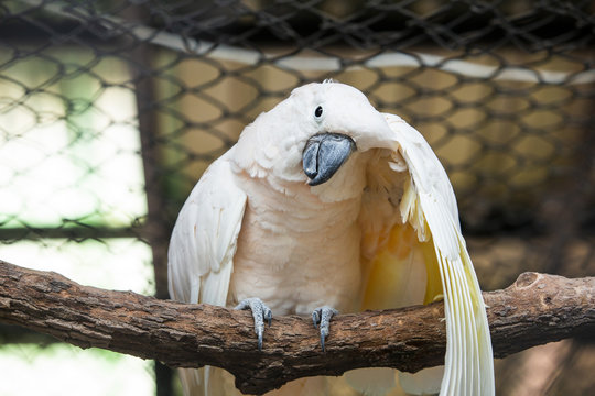 รูปภาพStrigopidae – เลือกดูภาพถ่ายสต็อก เวกเตอร์ และวิดีโอ143 | Adobe Stock