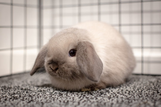 Mini Lop Rabbit Full Size