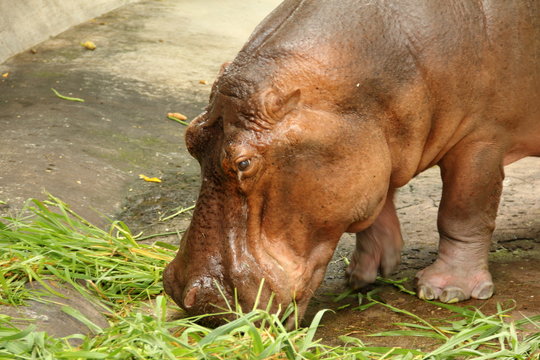 Imagens de Hippopo – Explore Fotografias do Stock, Vetores e Vídeos de ...