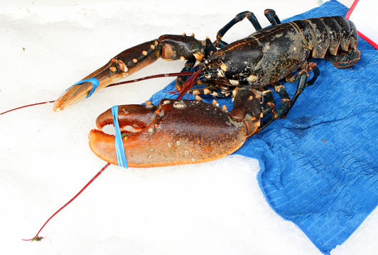 Homards-Bilder: Stock-Fotos & -Videos. | Adobe Stock