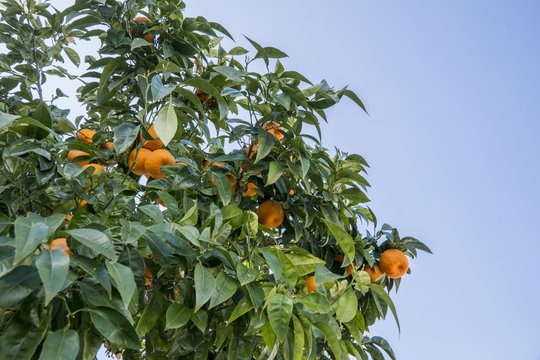 รูปภาพNaranjo – เลือกดูภาพถ่ายสต็อก เวกเตอร์ และวิดีโอ3,326 | Adobe Stock