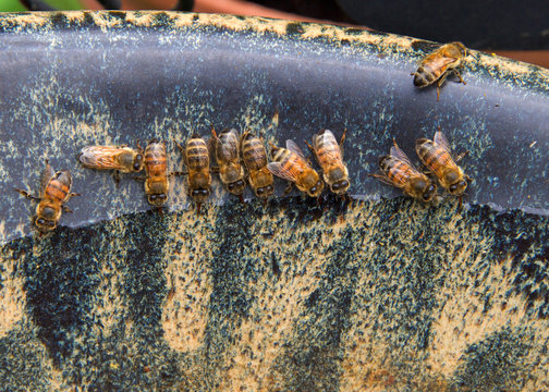 Euarthropoda Images – Parcourir 294 le catalogue de photos, vecteurs et ...