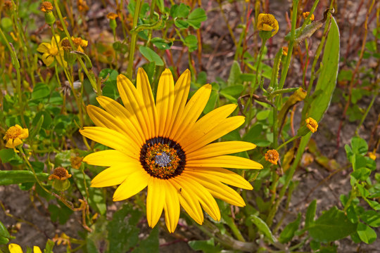 รูปภาพGousblom – เลือกดูภาพถ่ายสต็อก เวกเตอร์ และวิดีโอ151 | Adobe Stock