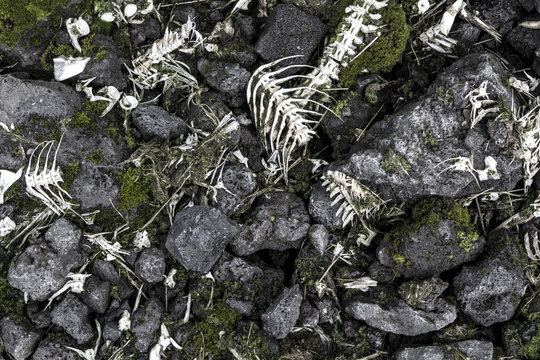 รูปภาพFishbone – เลือกดูภาพถ่ายสต็อก เวกเตอร์ และวิดีโอ5,521,679 ...