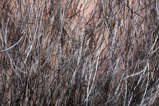 Beard Texture Bilder – Durchsuchen 29,792 Archivfotos, Vektorgrafiken ...