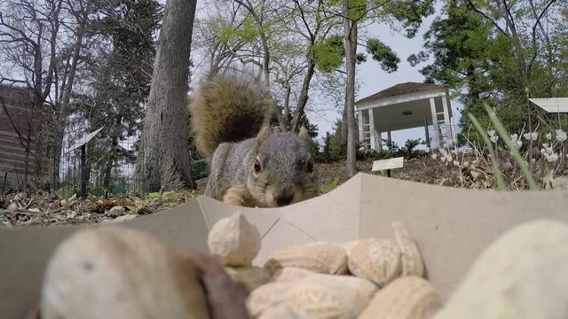 "Squirrel Eating Nuts" Images – Browse 61 Stock Photos, Vectors, and ...