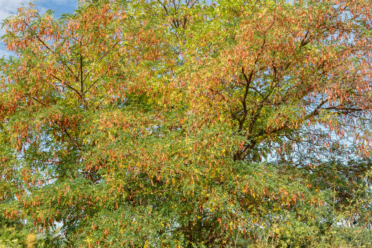 Falsas Images – Browse 45 Stock Photos, Vectors, and Video | Adobe Stock