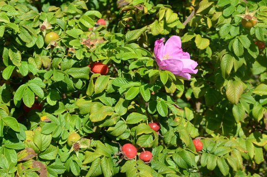 Scrup Images – Browse 54 Stock Photos, Vectors, and Video | Adobe Stock