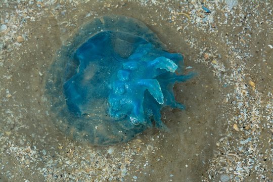 Schwabbelig Images – Browse 5 Stock Photos, Vectors, and Video | Adobe ...