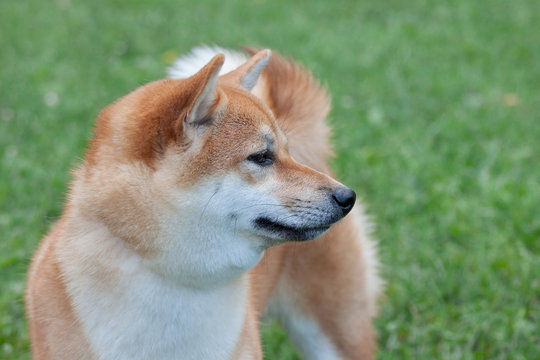 Shibe Bilder – Durchsuchen 126 Archivfotos, Vektorgrafiken und Videos ...