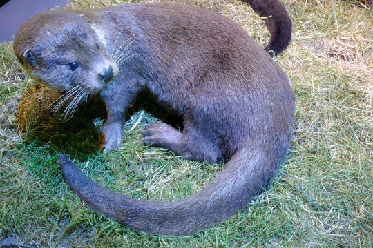 Mader-Bilder: Stock-Fotos & -Videos. | Adobe Stock