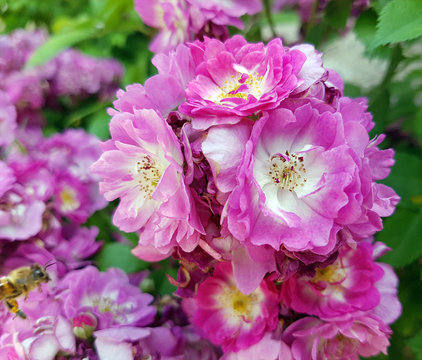 「Rankrose」の画像 - 117 件の Stock 写真、ベクターおよびビデオ | Adobe Stock