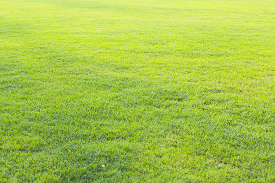Perspective Grass Texture Large