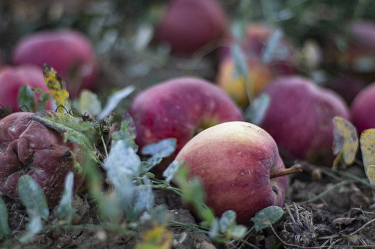 Cadute Images – Browse 572 Stock Photos, Vectors, and Video | Adobe Stock