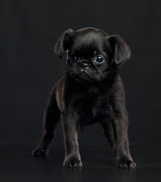 Brussels Griffon Pug Mix