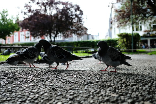 Duer Images – Browse 62 Stock Photos, Vectors, and Video | Adobe Stock