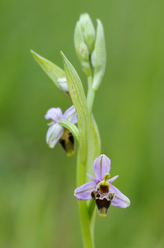 「Orchidis」の画像 - 13 件の Stock 写真、ベクターおよびビデオ | Adobe Stock