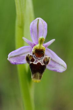 「Orchidis」の画像 - 13 件の Stock 写真、ベクターおよびビデオ | Adobe Stock