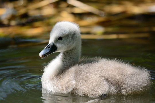 Cygnet Images – Browse 23,480 Stock Photos, Vectors, and Video | Adobe ...