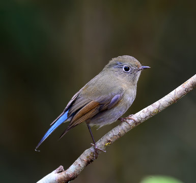 Doilang bilder – Bläddra bland 124 stockfoton, vektorer och videor ...