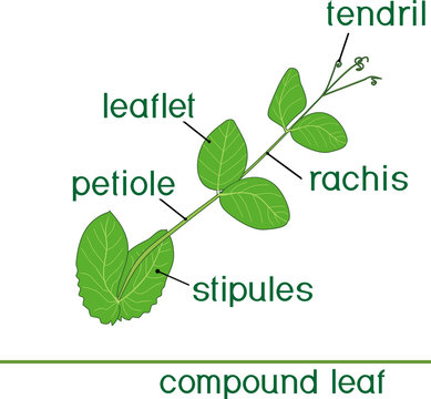 Leaflet Tendril