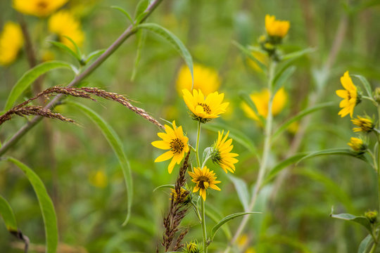 "False Sunflower" Bilder – Durchsuchen 994 Archivfotos, Vektorgrafiken ...