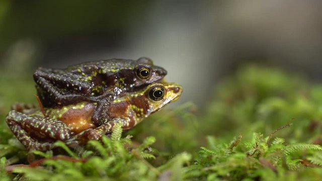 Obrazy (Atelopus) — zdjęcia, wektory i wideo bez tantiem (87) | Adobe Stock