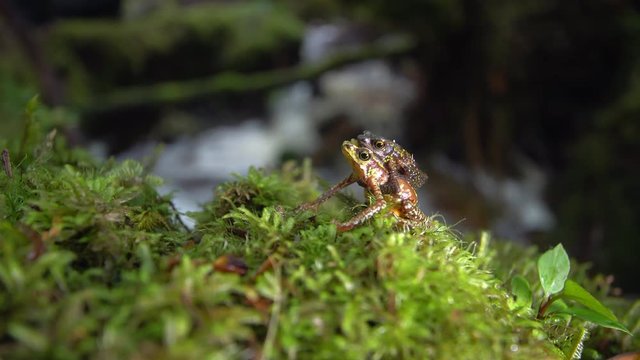 Imágenes de Atelopus: descubre bancos de fotos, ilustraciones, vectores ...